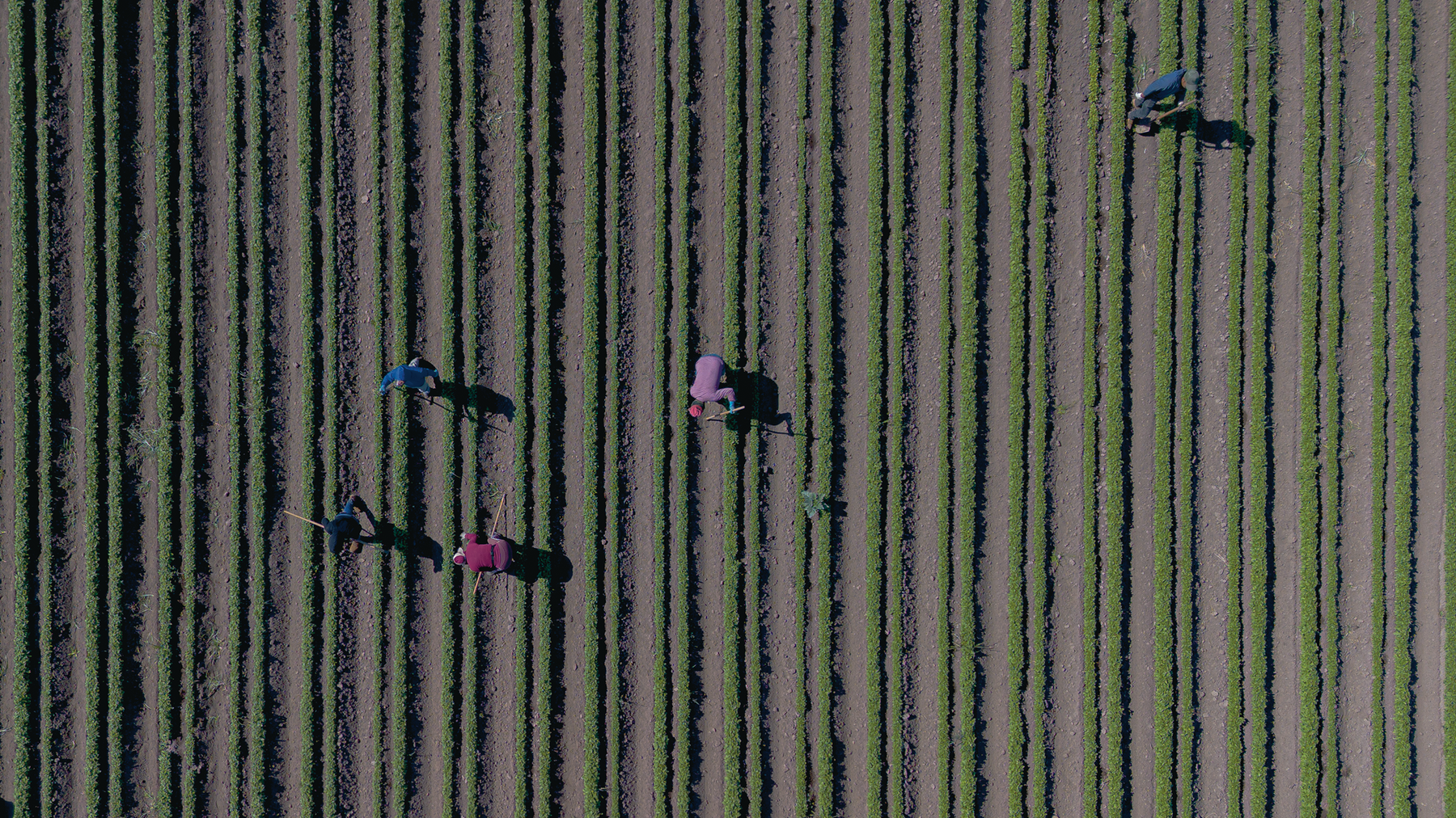 Elevated Foods | Home